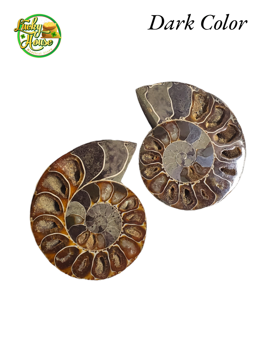 Ammonite Fossil Pair – Lucky House Mystical Store
