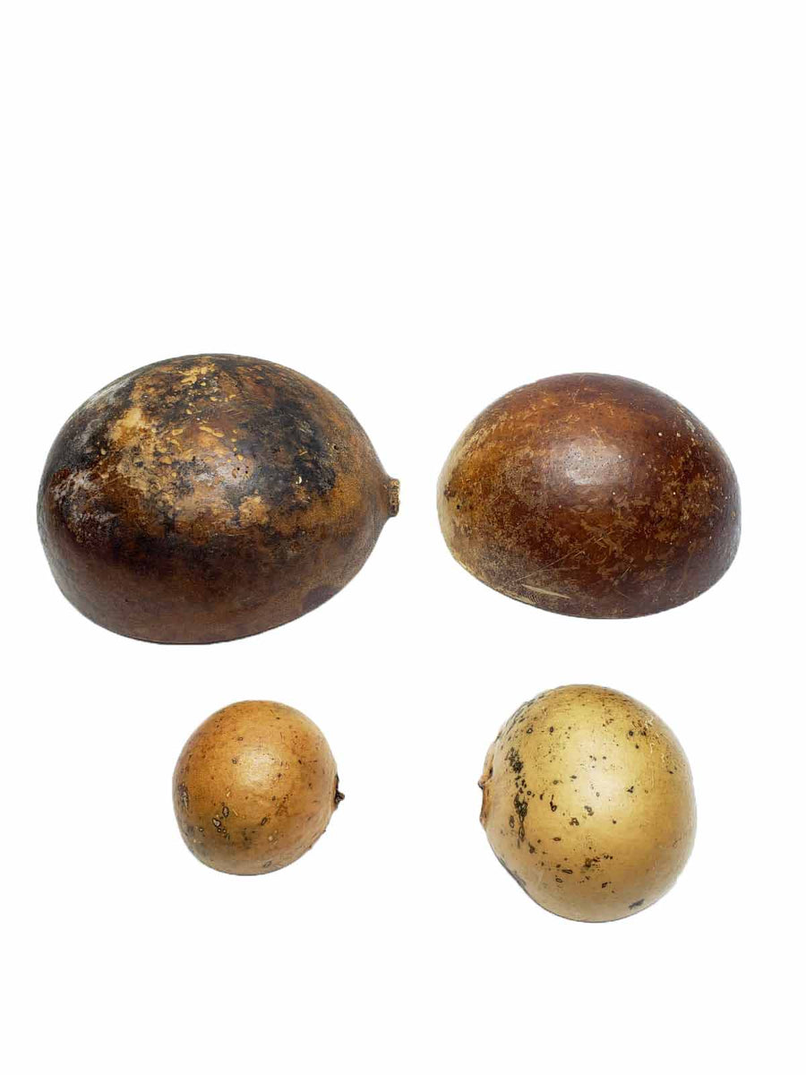 Hicara / Calabash – Lucky House Mystical Store
